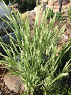 Marginal Aquatic Plants